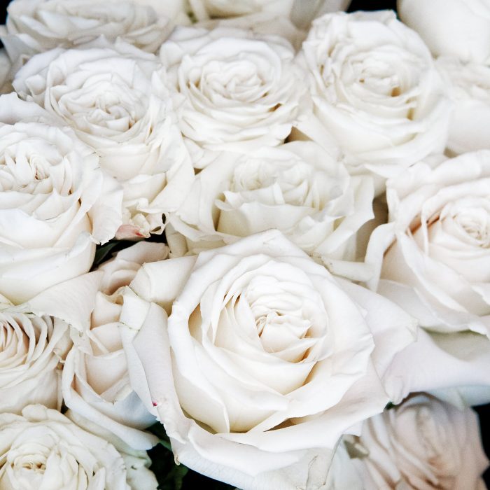 Long Stemmed Roses - White - Floral Craftsman - Floral Craftsman